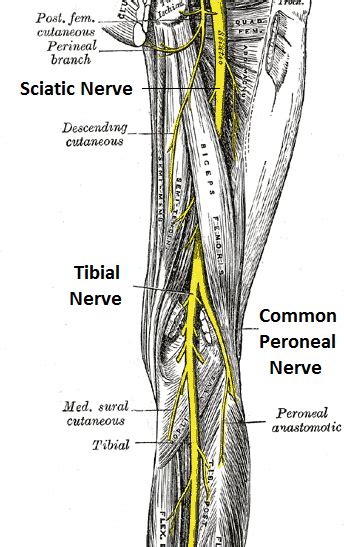 Femoral And Sciatic Nerve