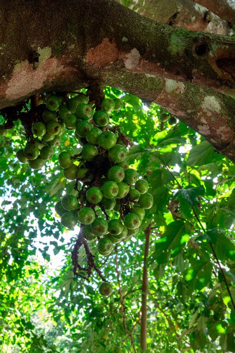 Tibig The Tree Of Water And Life Province Of Kalinga Facebook