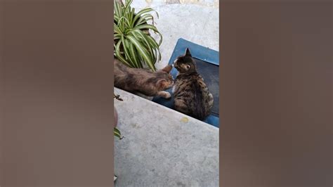 قطة تعانق أختها 🥰🥰🥰🥰 Youtube