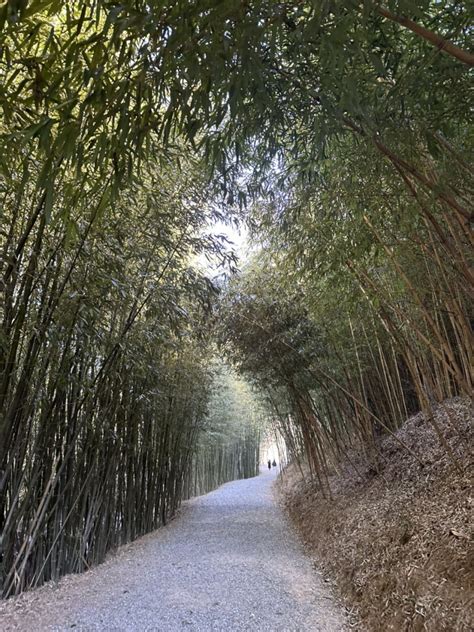 1박2일 부산 겨울 여행 부산 가볼만한 곳 아홉산숲 한 겨울의 대나무숲은 완전 최고다 네이버 블로그