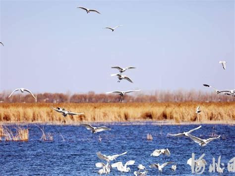 物种频频“上新”，河北生物多样性“家底”更厚了