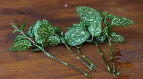 Polka Dot Plant Propagation A Comprehensive Overview