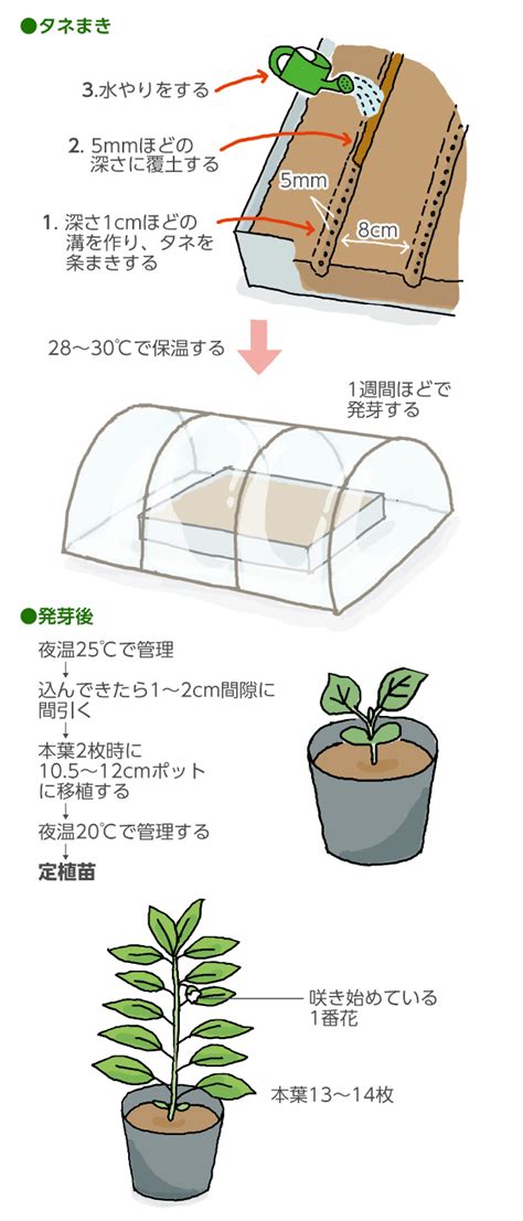 ピーマンの育て方栽培方法失敗しない栽培レッスン野菜の育て方サカタのタネ 家庭菜園園芸情報サイト 園芸通信