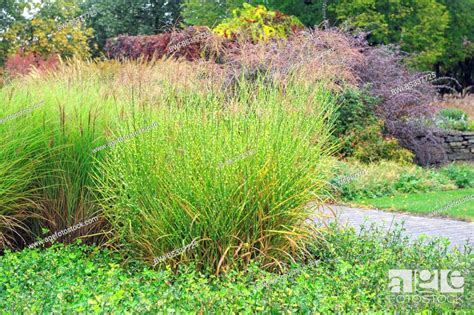 Chinese Silver Grass Zebra Grass Tiger Grass Miscanthus Sinensis