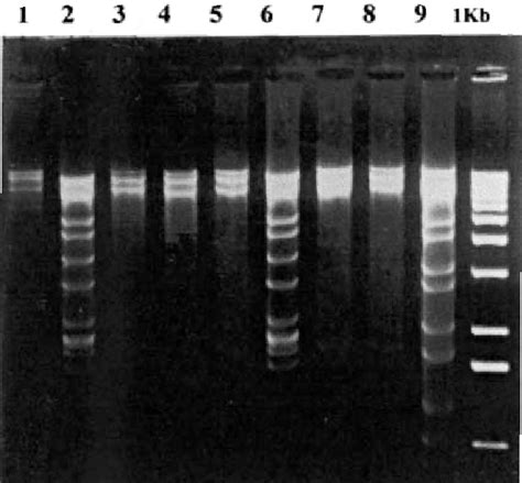 Ecorv Restriction Patterns Of Mitochondrial Dna Of Hybrids And Their