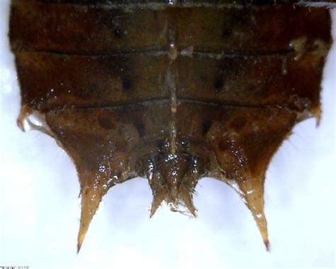 Epitheca Princeps Nymph Epitheca Princeps Bugguidenet