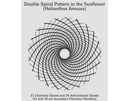Double Spiral Pattern In Sunflower Fibonacci Numbers