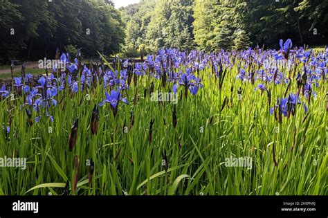 Purple Siberian Iris Or Siberian Flag Iris Sibirica Flowers Growing In A Park Stock Photo Alamy