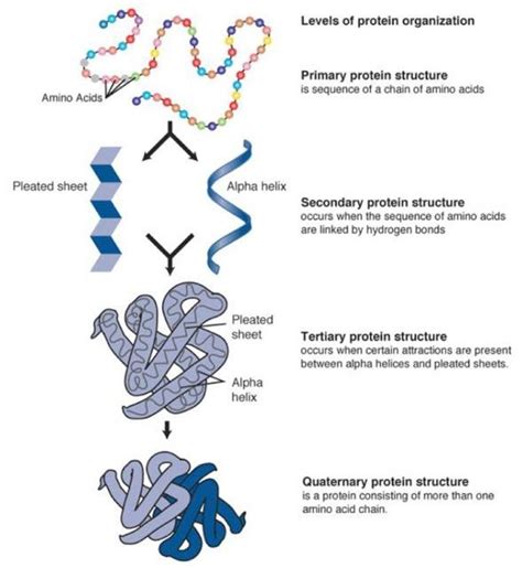Hydrogen Bonds Are Used In Which Level Of Protein Structure