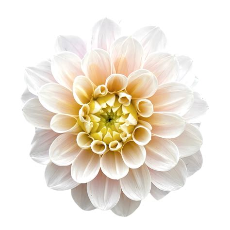 Bumblebee Dahlias Bumbleebee Dahlias