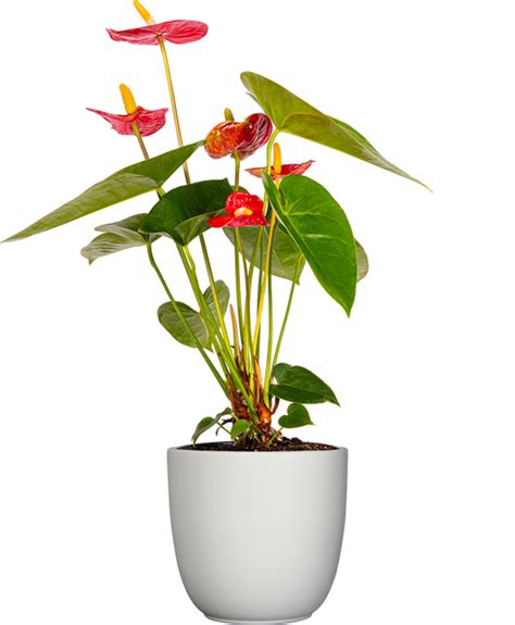 How To Care For Anthuriums Plantsome