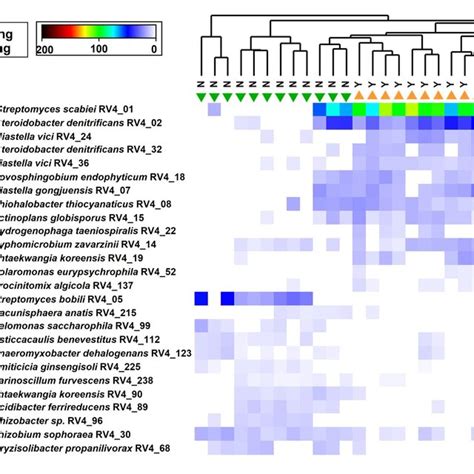 Heatmap And Hierarchical Clustering Of The Top 26 Bacterial Asvs
