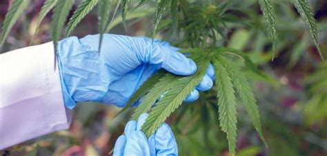 La Confidential Strain 🌃 Review And Information Cannabis Md 2023
