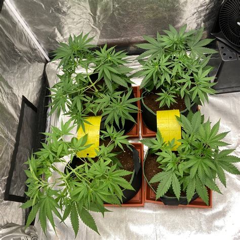 迪亚 大麻种植 Wu12151475 Twitter