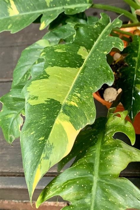Plantfiles Pictures Philodendron Hybrid Ring Of Fire Philodendron