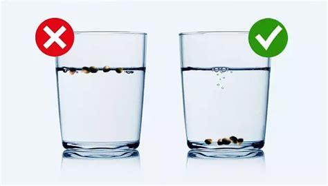 Quality Weed Seeds And Why You Need Them Herbies Seeds