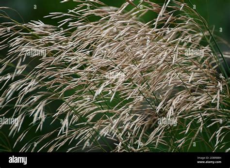 Smooth Brome Grass Bromopsis Inermis Called Awnless Brome Grass And Hungarian Brome Grass
