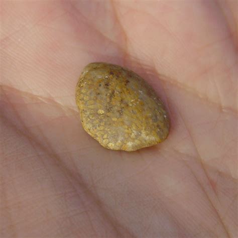 Bryozoa Fossil Id The Fossil Forum
