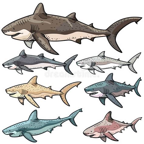 Shark Teeth Chart Stock Illustrations 10 Shark Teeth Chart Stock