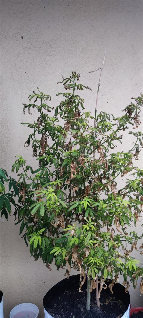 Root Rot Or Ph Imbalance Grow Question By Vrilya Growdiaries