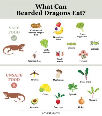 Bearded Dragon Diet List Printable