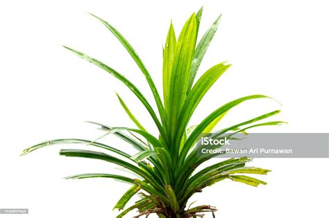 판단 식물의 한 줄기 또는 Pandanus Amaryllifolius는 잎이 향기로운 향기가있는 녹색 잎 형태입니다 0명에 대한 스톡 사진 및 기타 이미지 Istock