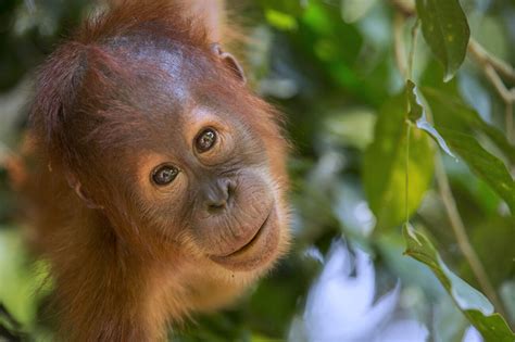 Protect Wild Orangutans Sos Sumatran Orangutan Society