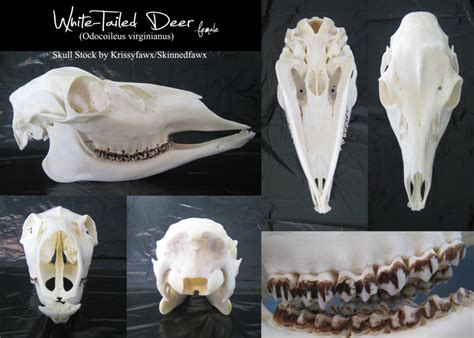 Whitetail Deer Skull Anatomy