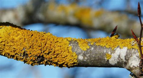 Lichens Release Nutrients From Barren Seeming Areas — Biological