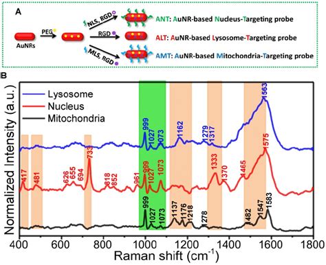 A The Preparation Of The Different Organelle Targeting Nanoprobes B
