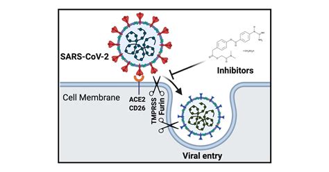 Structure Of Human Tmprss2 In Complex With Sars Cov 2 Spike