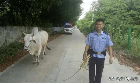 泉州暴躁老牛惊慌乱跑民警巧用美牛计降服 李某