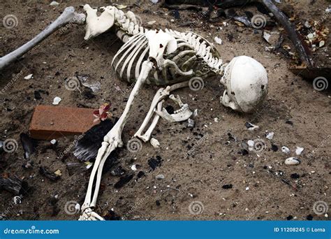 Skeleton In Dirt Bones And Skull From Dead Man Stock Image Image Of