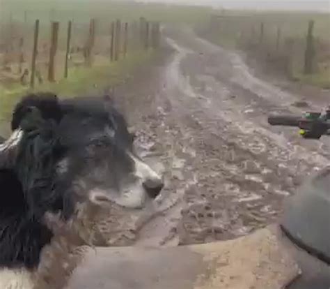 Görevini En İyi Şekilde Yapan Çoban Köpeği İ