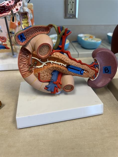 Practical Diagram Quizlet