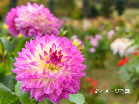 秋田国際ダリア園秋田県秋田市 2025年ダリアのイベント見頃情報 amAtavi