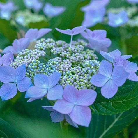 Hydrangea Lets Dance Starlight Shop Hydrangeas Plantsrose