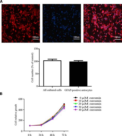 Assessment Of Cell Toxicity Of Curcumin A Immunohisto Fluorescence
