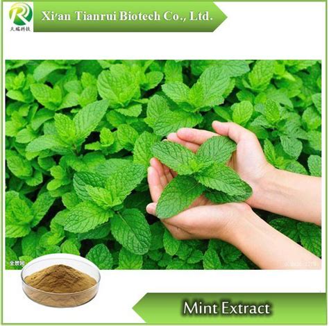 Natural Mint Extract Powder Menthol Peppermint Extract China Mint