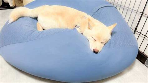 【画像】思いっきりダイブしてからのスヤァ「人をダメにするソファ」の虜になった柴犬｜ニフティニュース