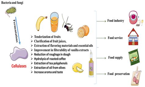 Cellulases From Bioactivity To A Variety Of Industrial Applications