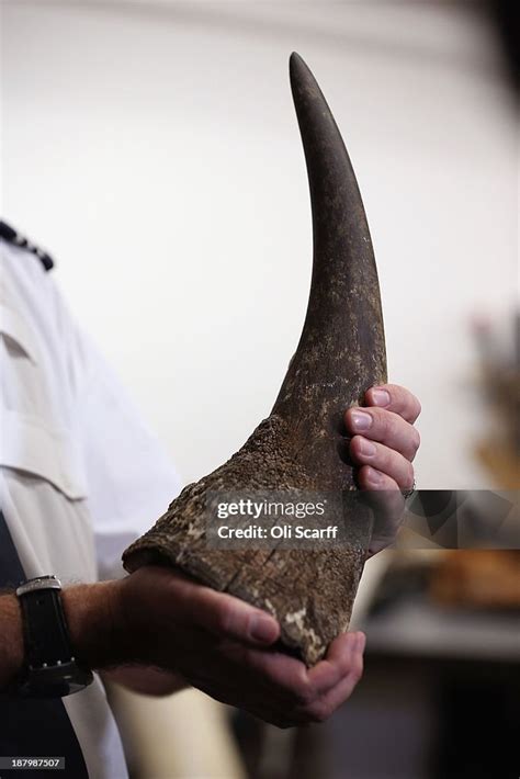 A Border Force Officer Holds A Rhino Horn Which Has Been Seized By