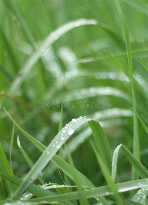 Summer Grass Stock Image Image Of Refreshed Clear Pink 5382521