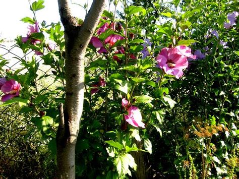 Gardul Viu Hibiscus Elisa Gradina Mea De Vis