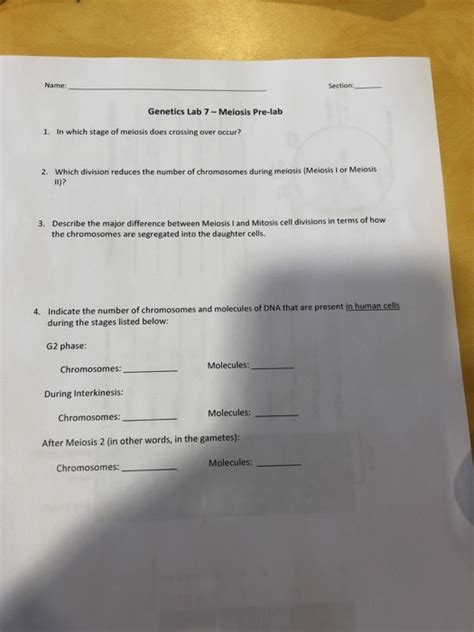 Solved Name Ection Genetics Lab Meiosis Pre Lab In Chegg