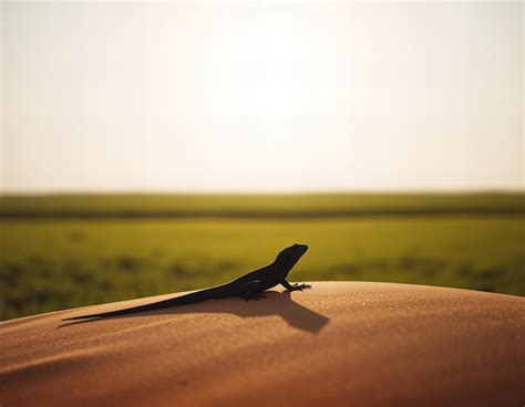 Lizard Sitting On A Sand Dune With A Green Field In The Background