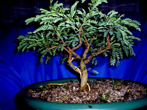 Lennards Bonsai Beginnings Acacia Karroo Leaf Stalks As Twigs