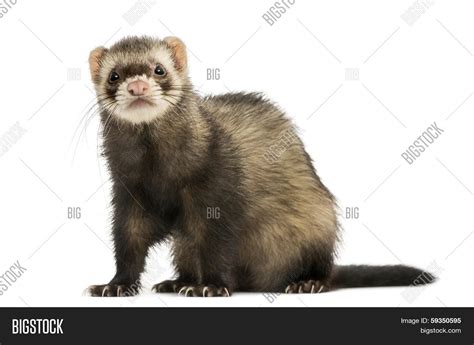 Ferret Sitting Image Photo Free Trial Bigstock