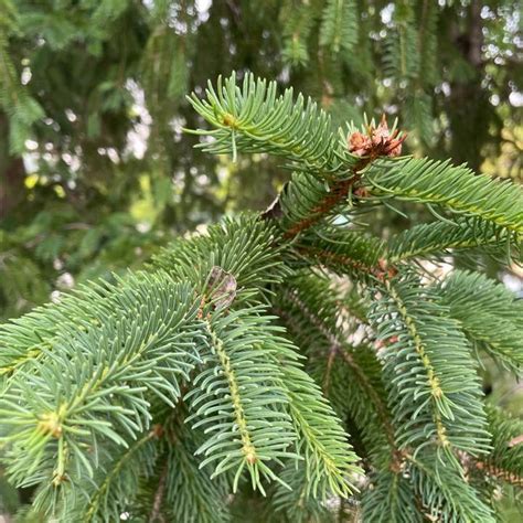 독일가문비나무