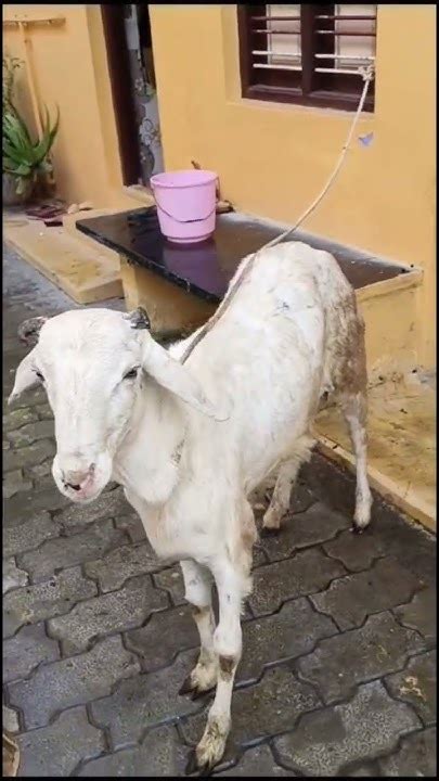 All Eid Mubarak 🫂🫂🫂🫂🐏🐑🐏🐑🍖🍗 Youtube